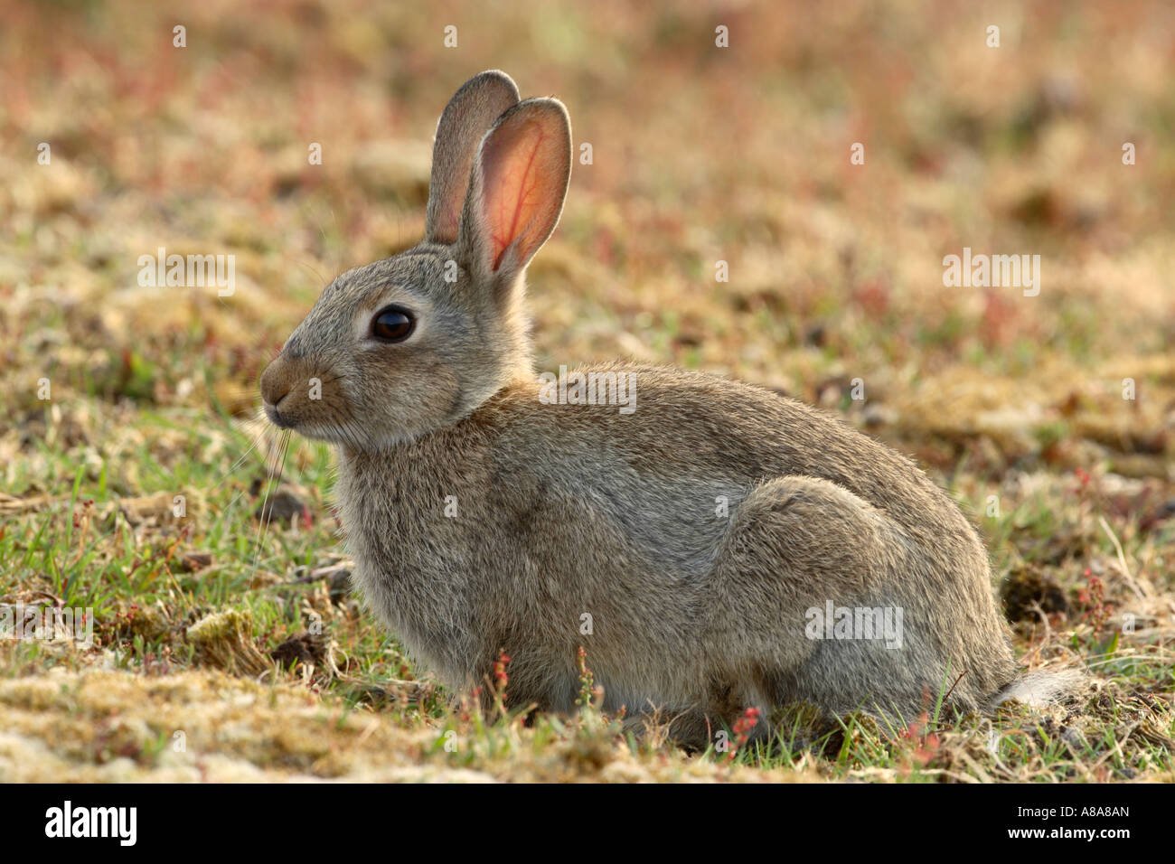 Wild rabbit Oryctolagus cuniculus sat on grassy moor Backlit ears show ...
