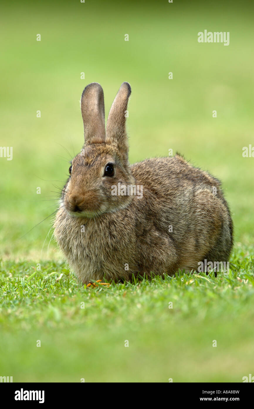 Wild rabbit Oryctolagus cuniculus on short grass Stock Photo - Alamy