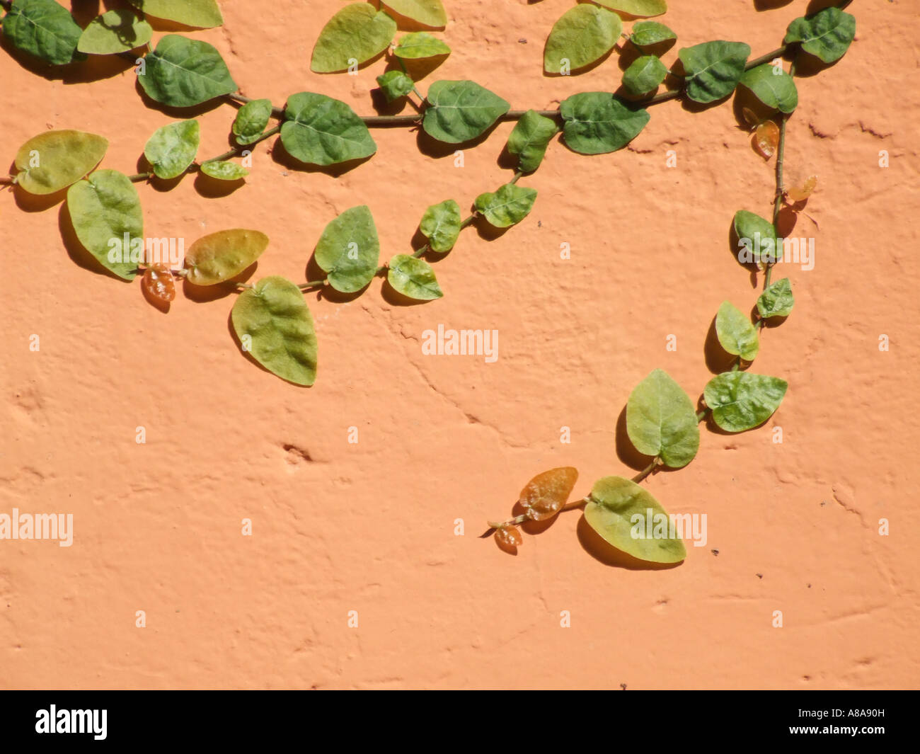creeping plant on wall Stock Photo - Alamy