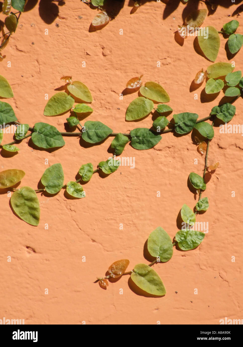 creeping plant on wall Stock Photo - Alamy