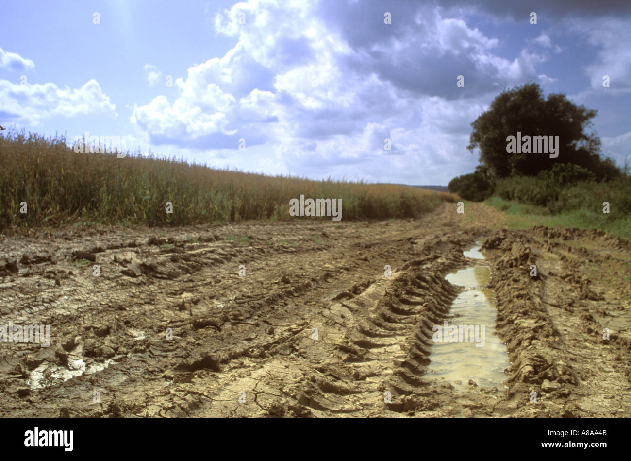 Rutted farm track in field Cotswolds Gloucestershire England UK Stock ...