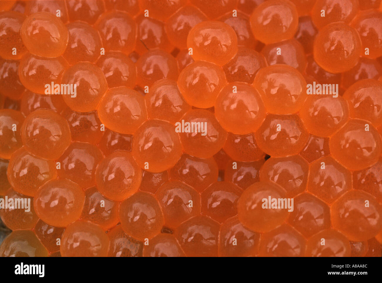 Salmon roe Kamchatka Russia Stock Photo - Alamy
