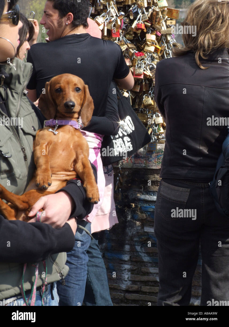 love locks on the milvio bridge in rome Stock Photo - Alamy