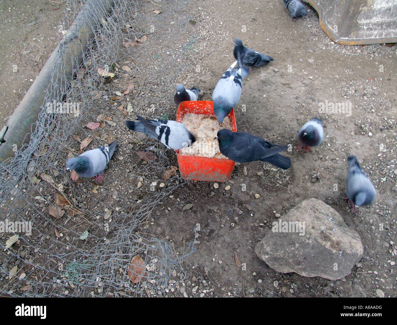 Pigeons peck bread hi-res stock photography and images - Alamy