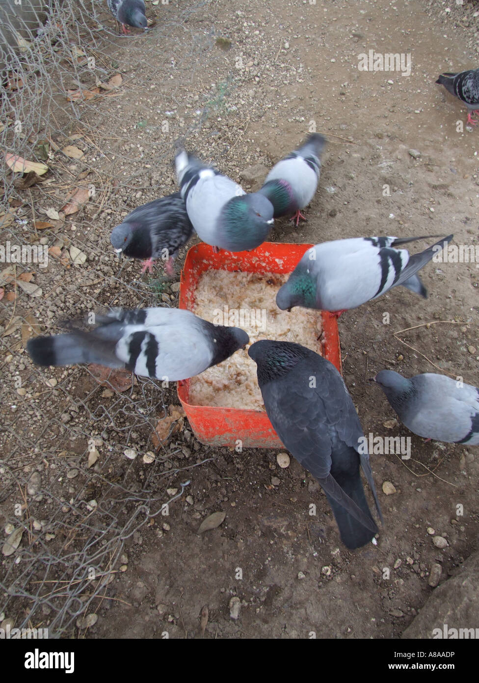 Pigeons peck bread hi-res stock photography and images - Alamy
