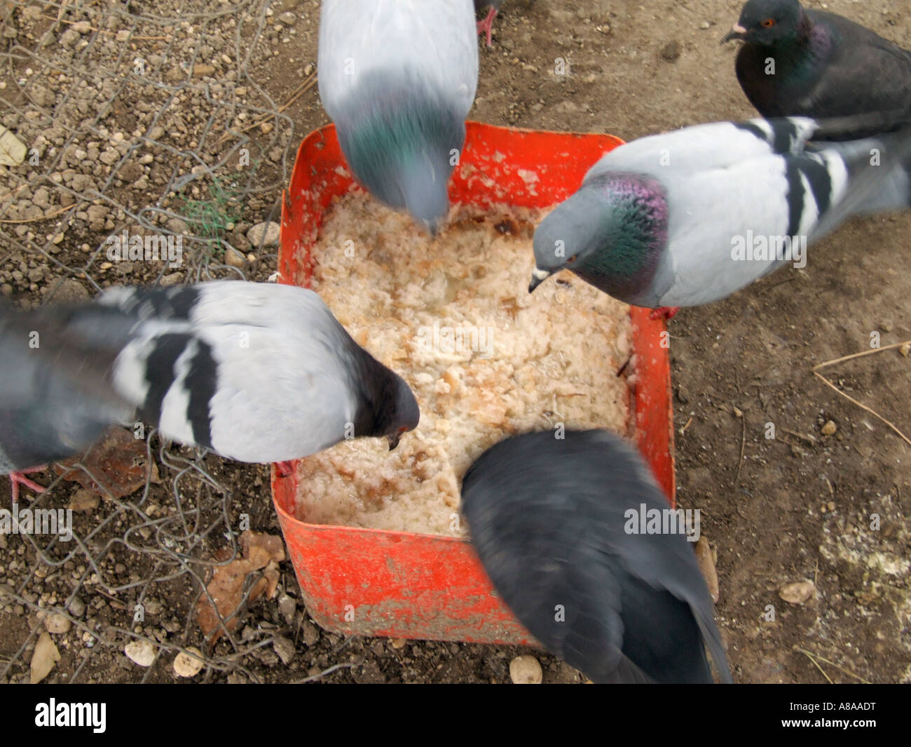 Pigeons peck bread hi-res stock photography and images - Alamy