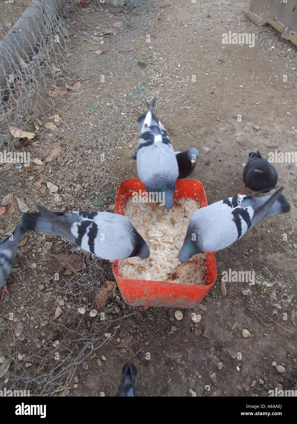 Pigeons peck bread hi-res stock photography and images - Alamy