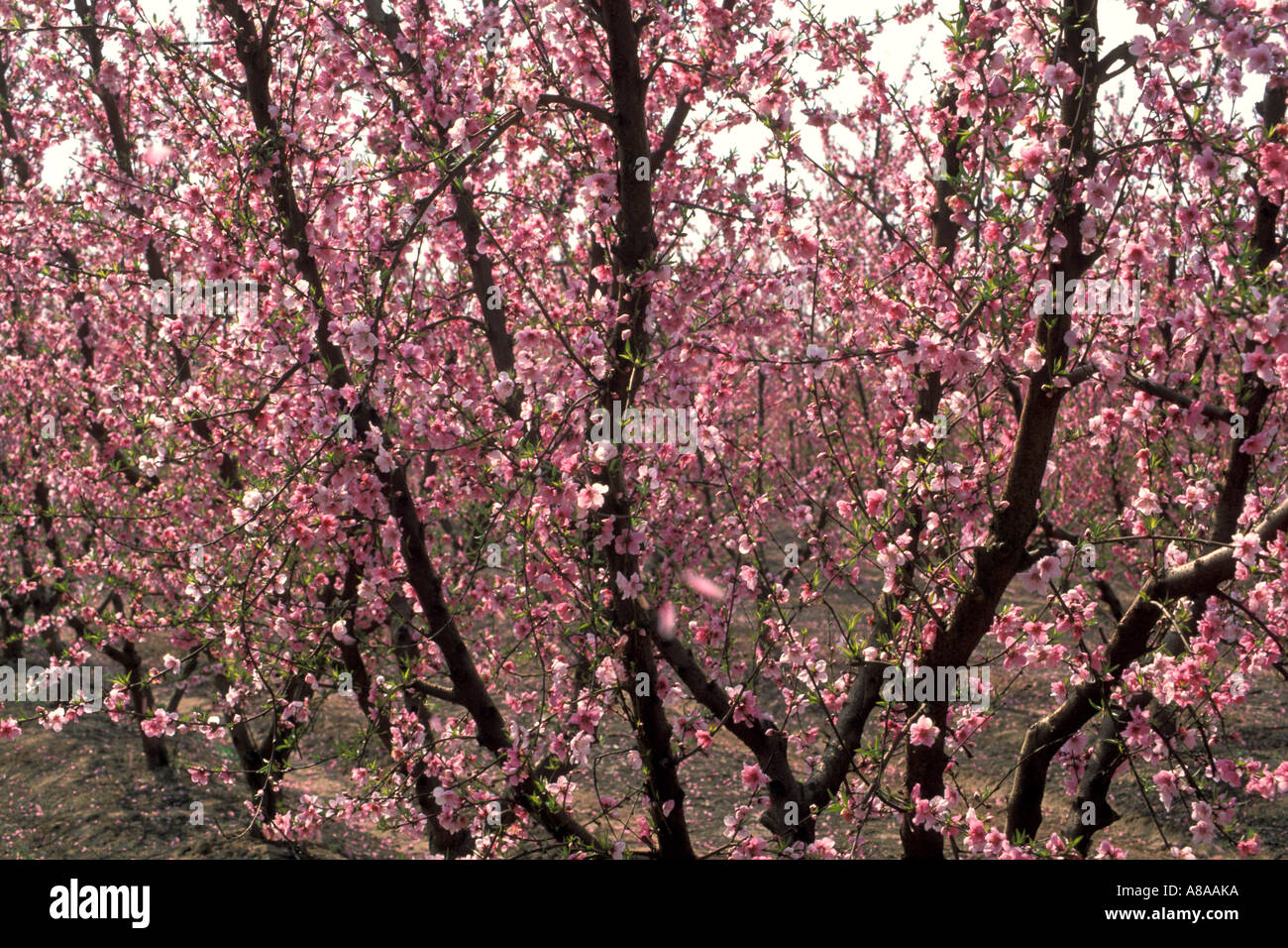 Peach tree pink flower blossoms in spring orchard on farm along the ...