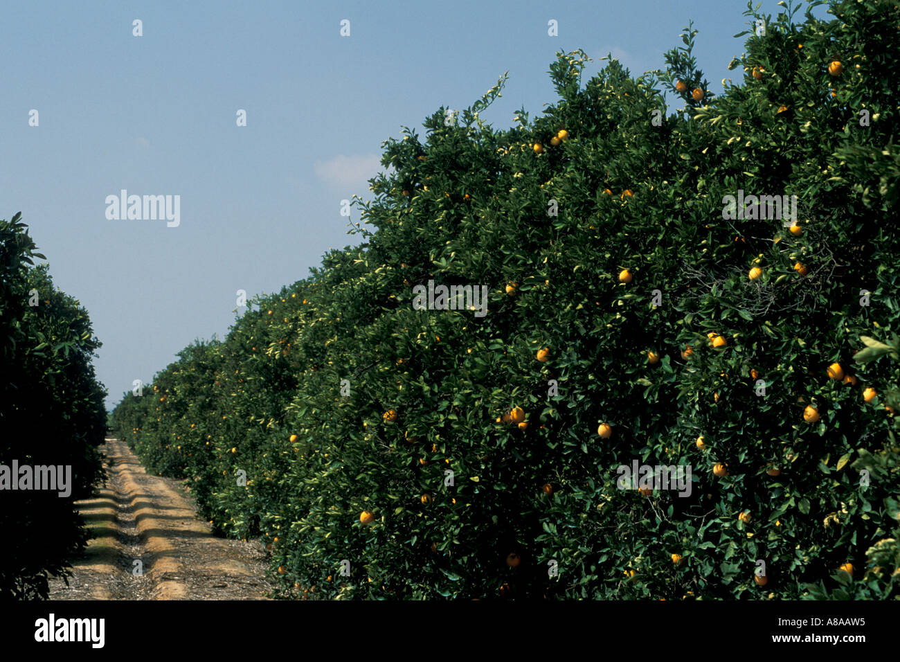 Blossom trail fresno county caliifornia hi-res stock photography and ...