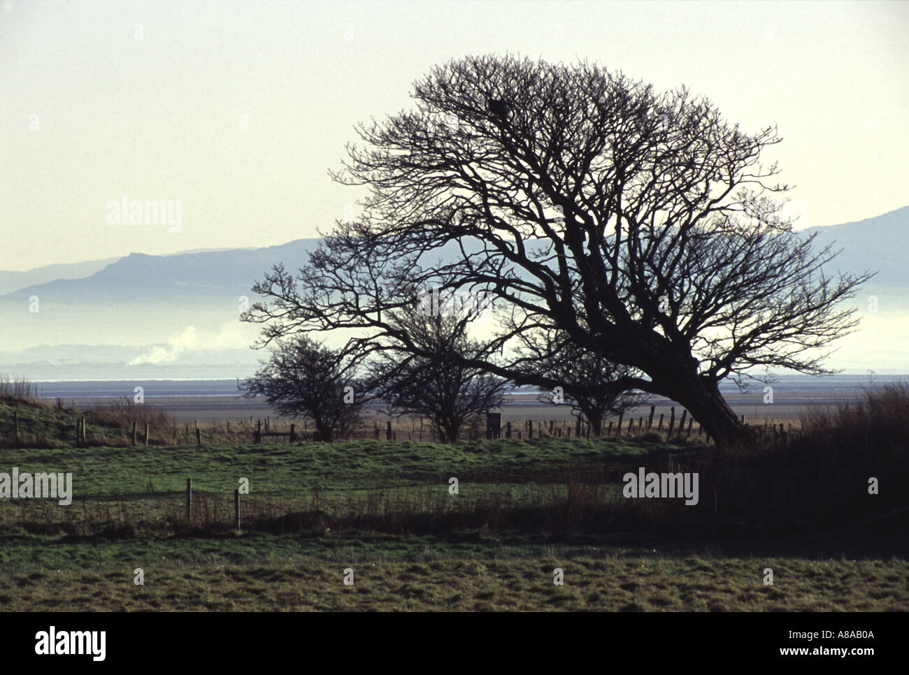Landscape with tree Stock Photo - Alamy