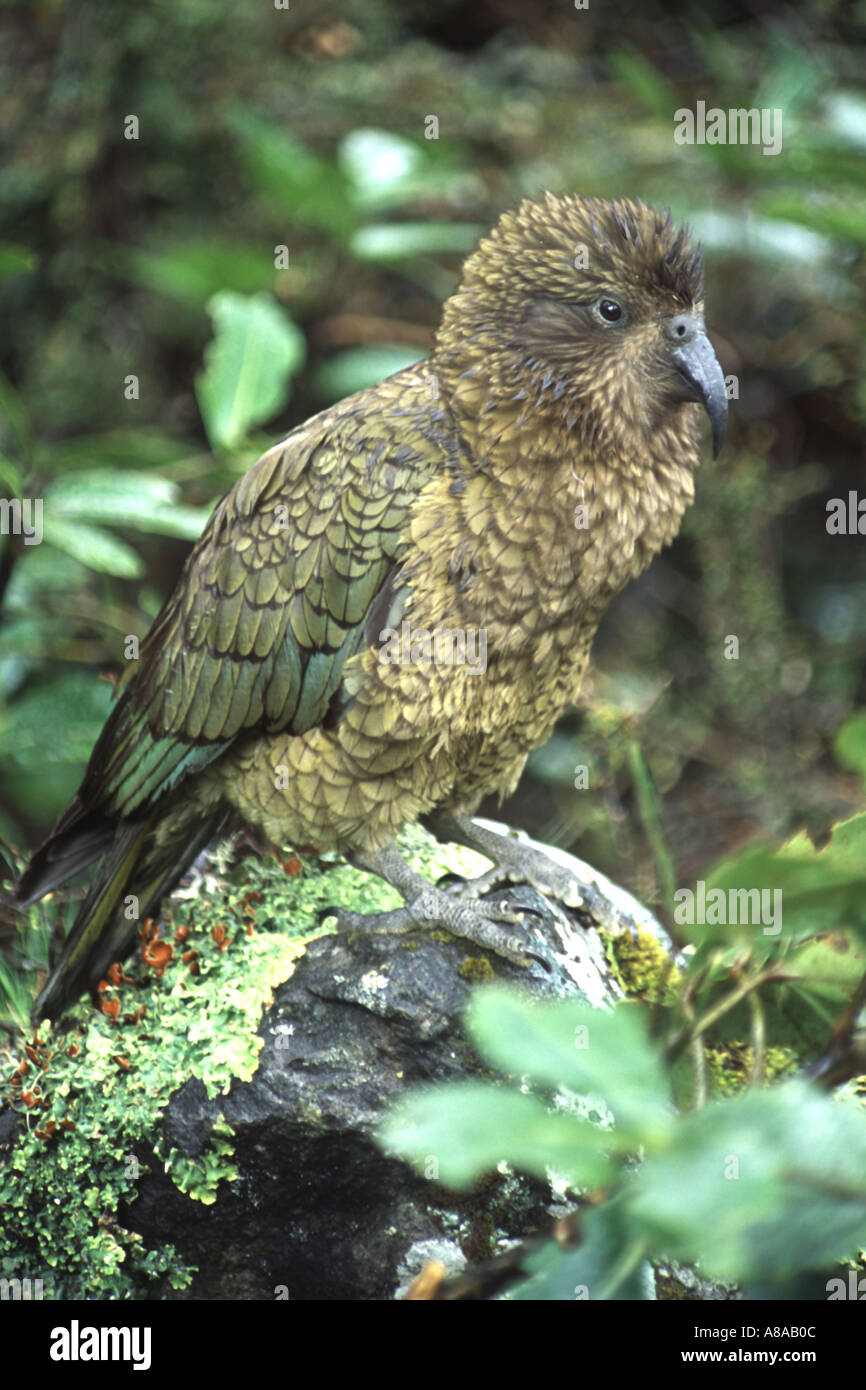 Nestor parrots hi-res stock photography and images - Alamy