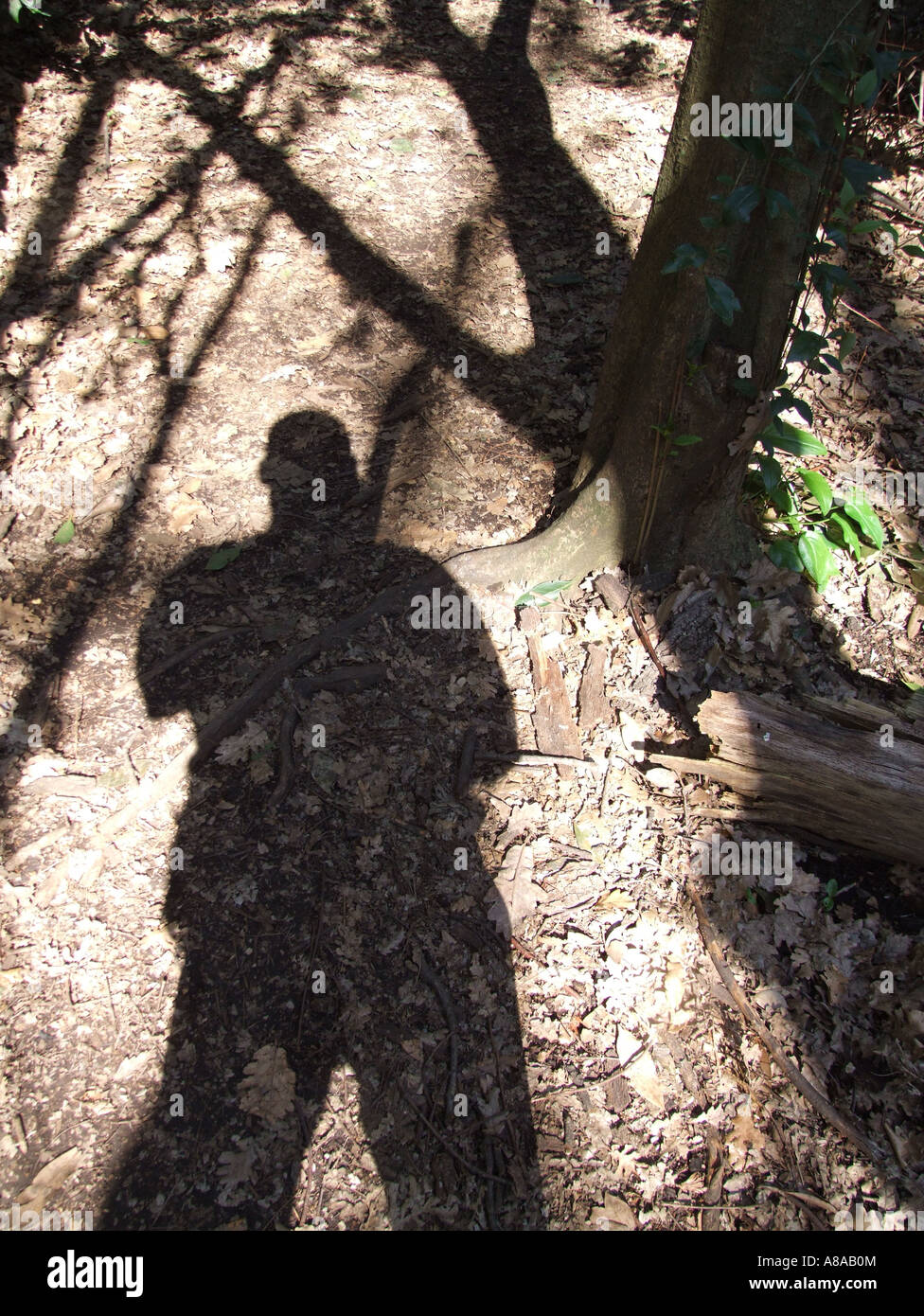 man's shadow in woods Stock Photo - Alamy