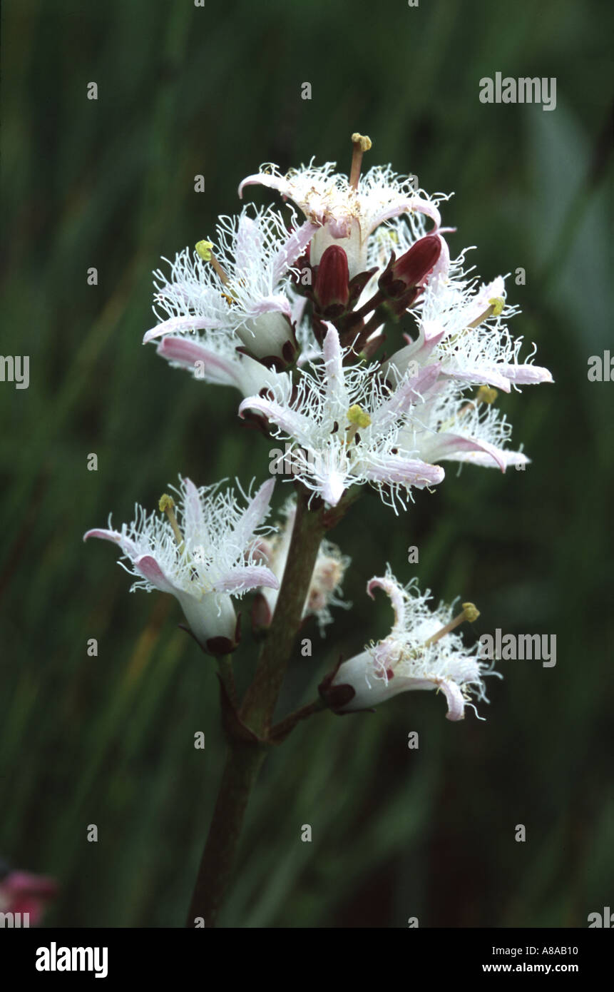 Bogbean menyanthes trifoliata hi-res stock photography and images - Alamy