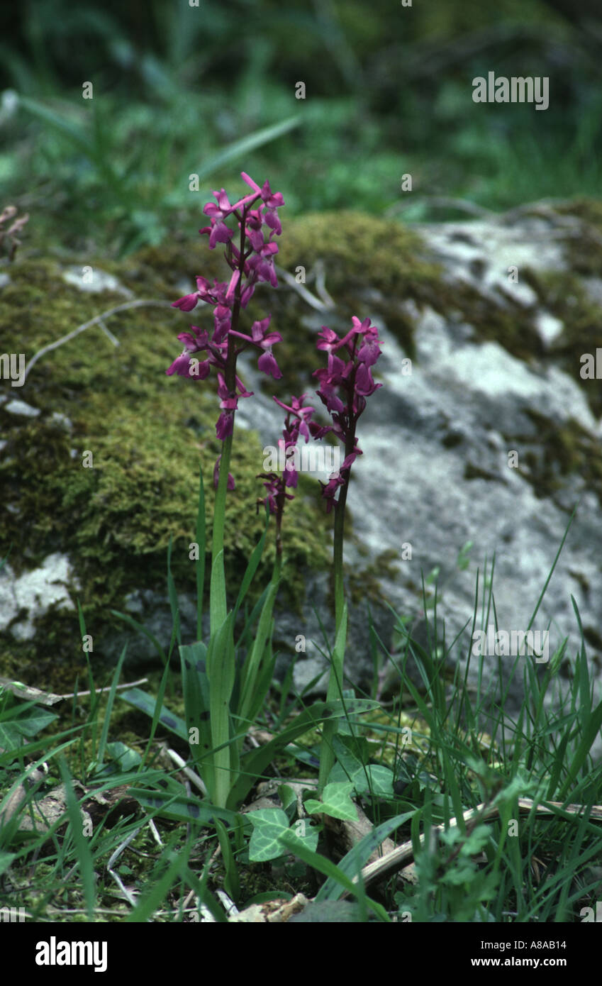 Early purple orchid, Orchis mascula Stock Photo - Alamy