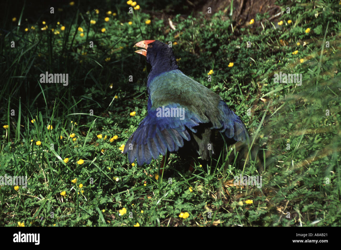 Takahe birds hi-res stock photography and images - Alamy