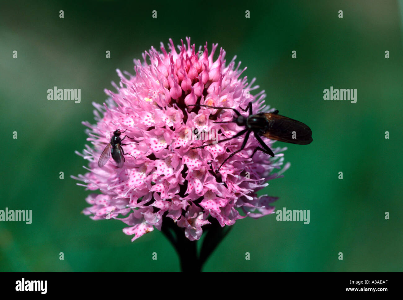 Wild round-headed orchid Traunsteinera globosa with bugs growing in the ...