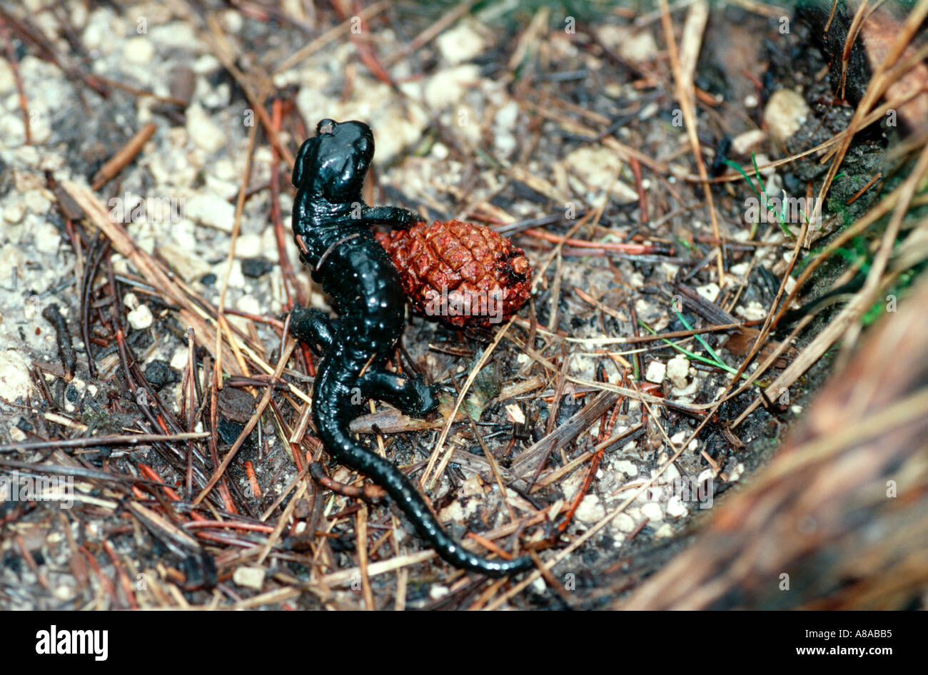 Alpine mountain lizard resting in the morning sun Bavarian Alps Germany ...