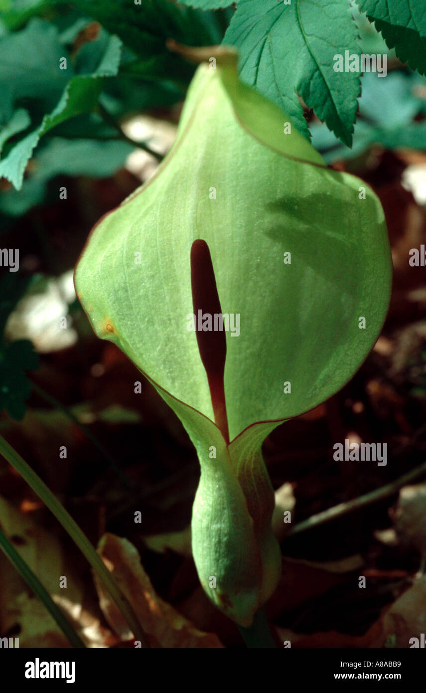 Wild arum hi-res stock photography and images - Alamy