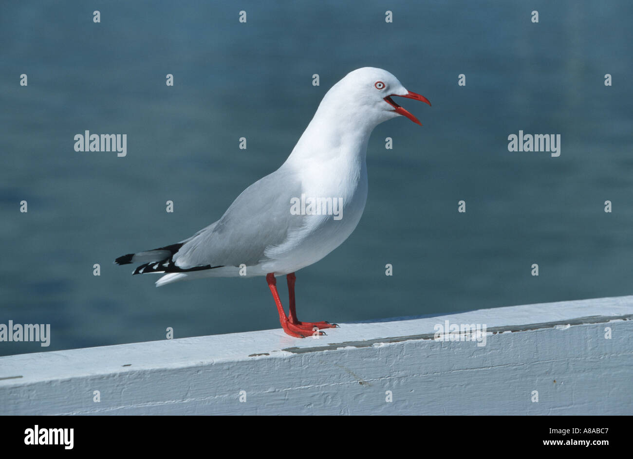 Redbilled gull hi-res stock photography and images - Alamy