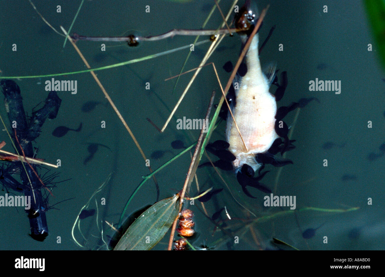 Dead tadpoles hi-res stock photography and images - Alamy