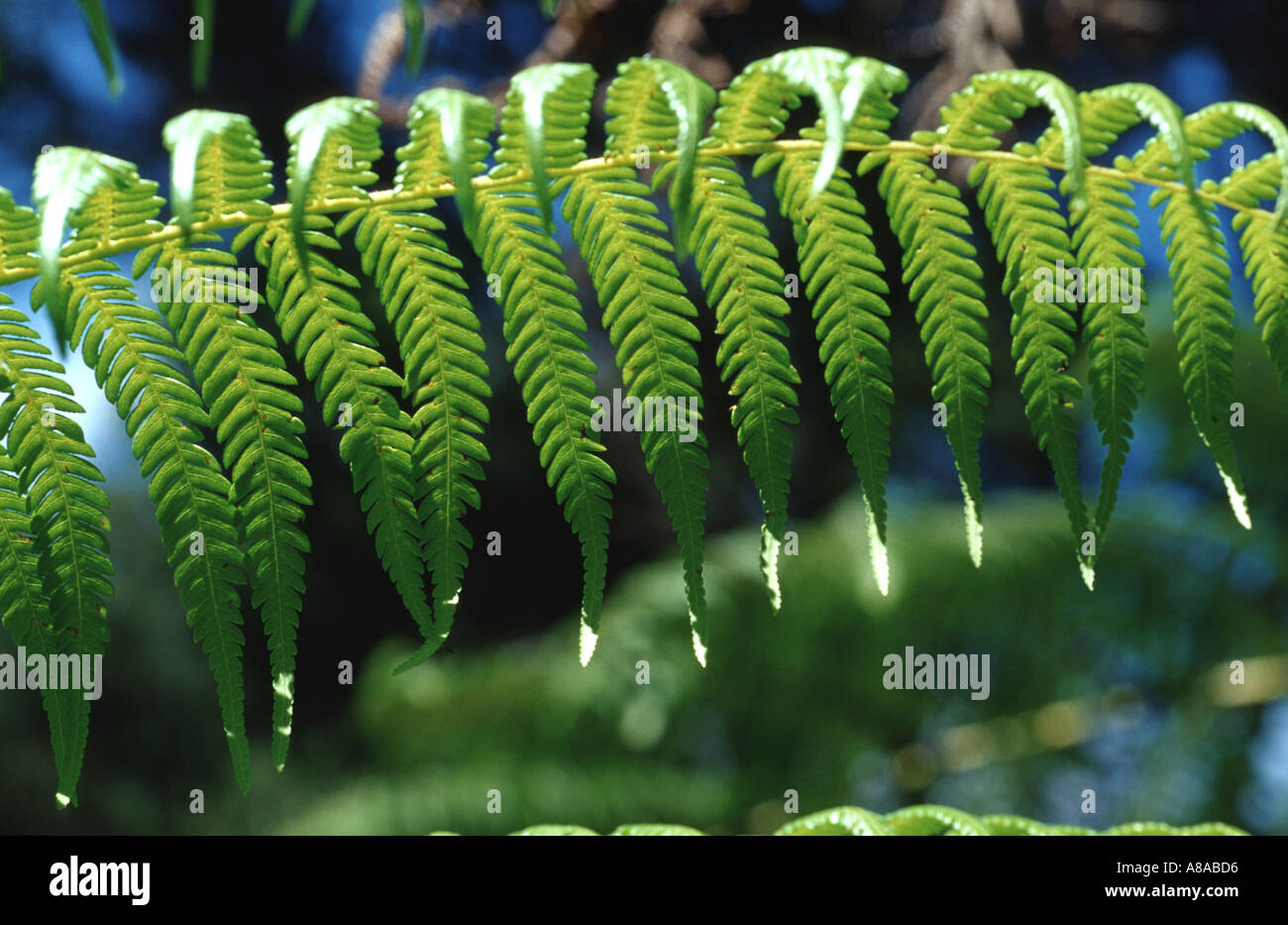 Silver Fern leaves Cyathea dealbata in New Zealand Stock Photo - Alamy
