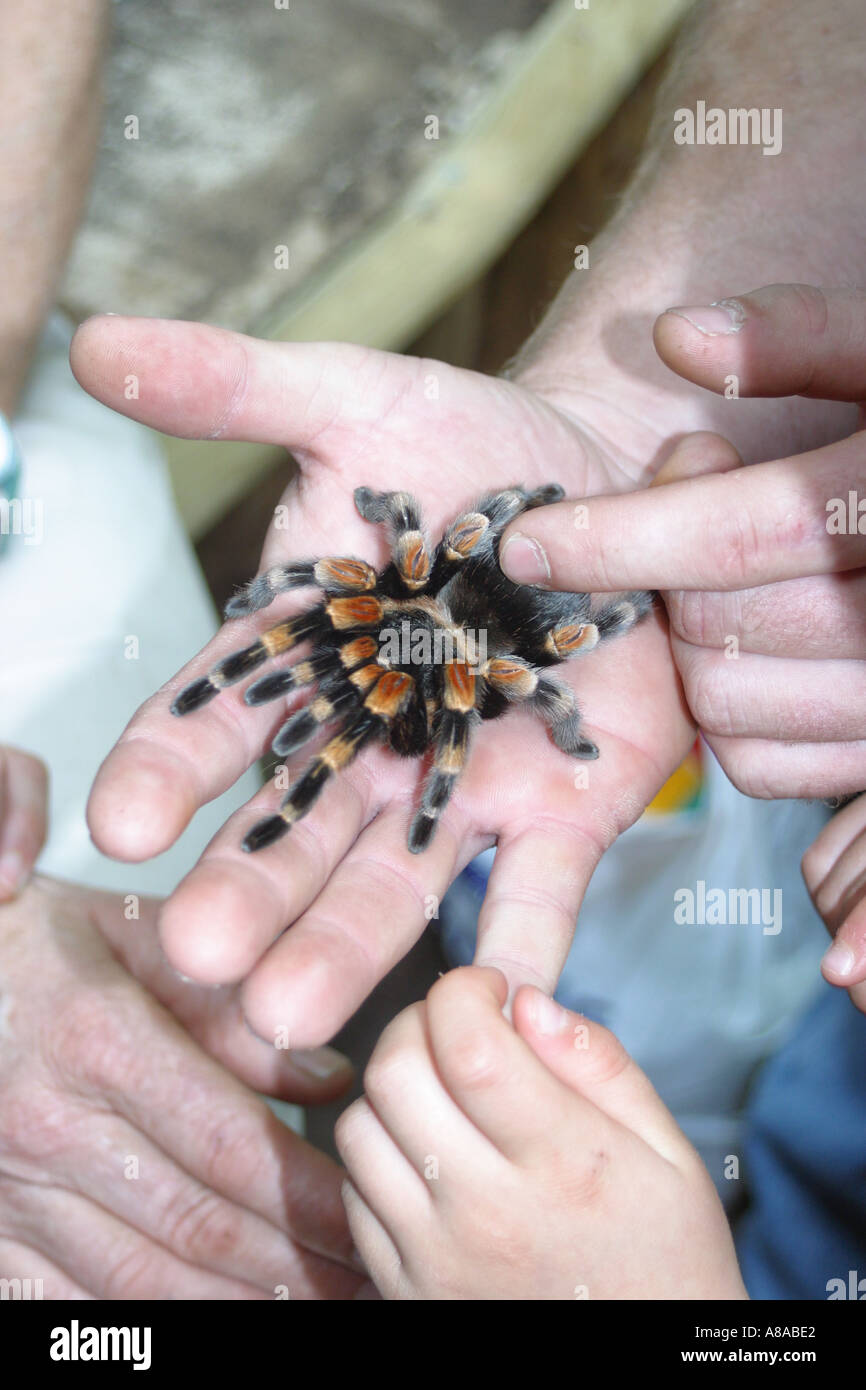 Red knee Tarantula spider held in the hand at insect zoo Stock Photo ...