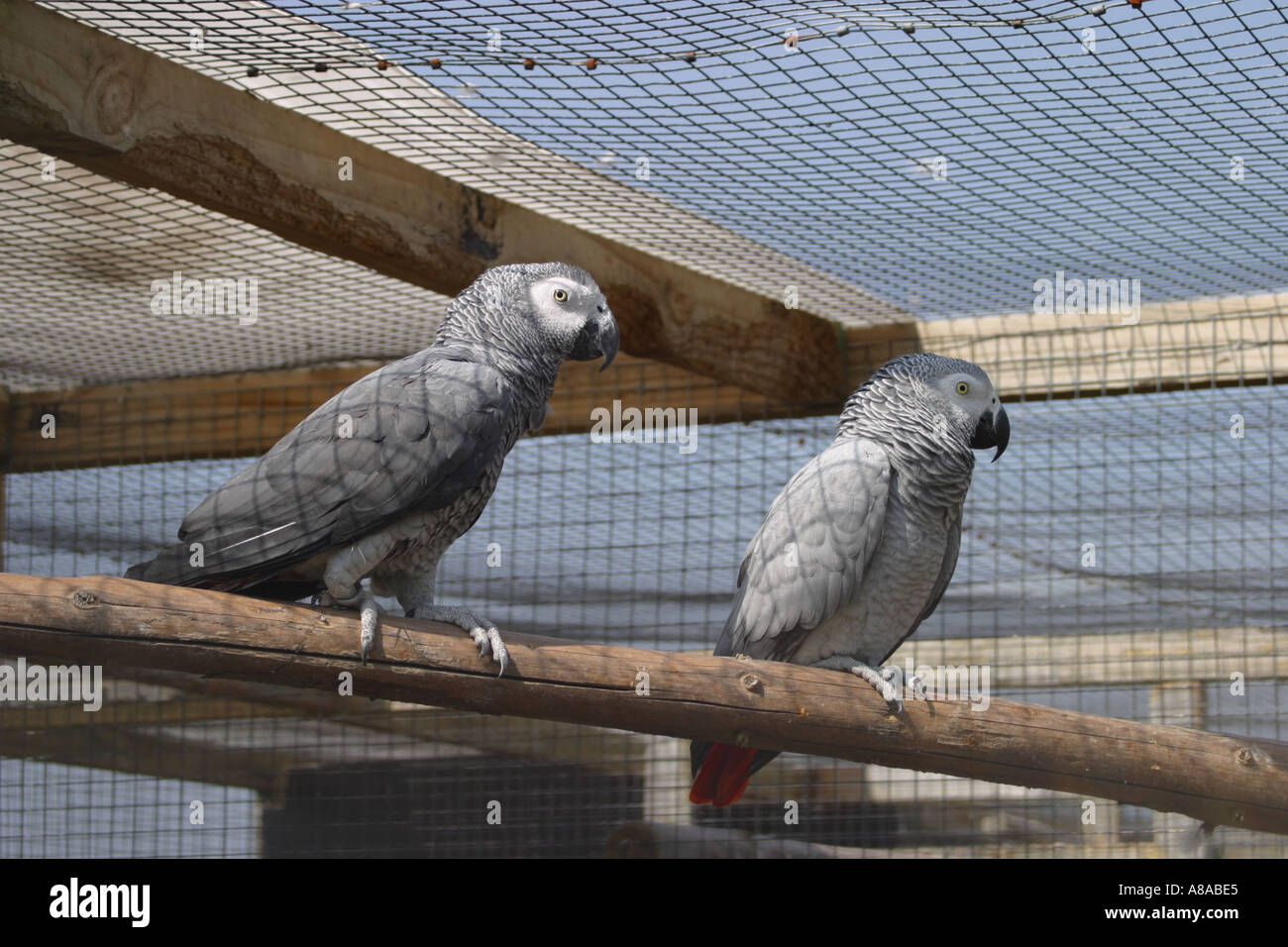 Caged parrots hi-res stock photography and images - Alamy