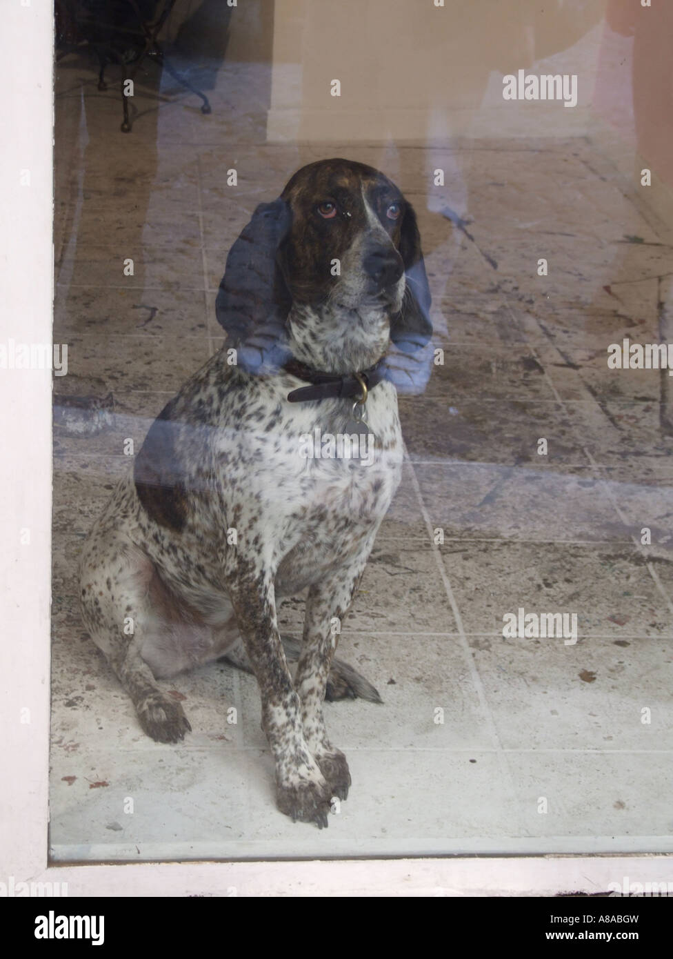 dog looking through a window Stock Photo - Alamy