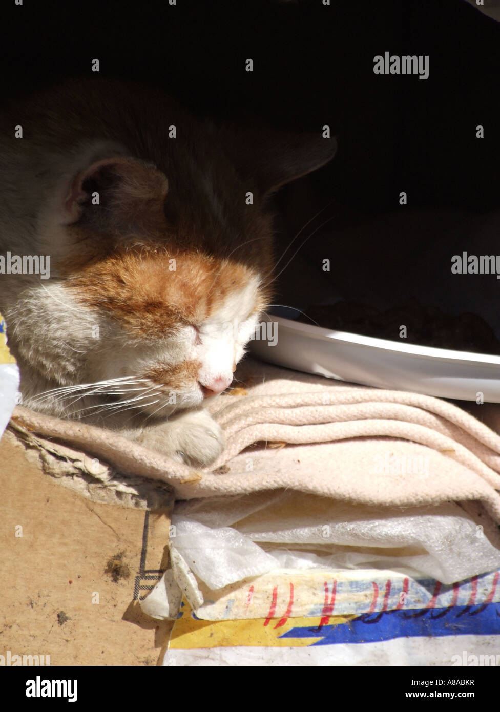 stray cat sleeping in cardboard box in rome Stock Photo - Alamy