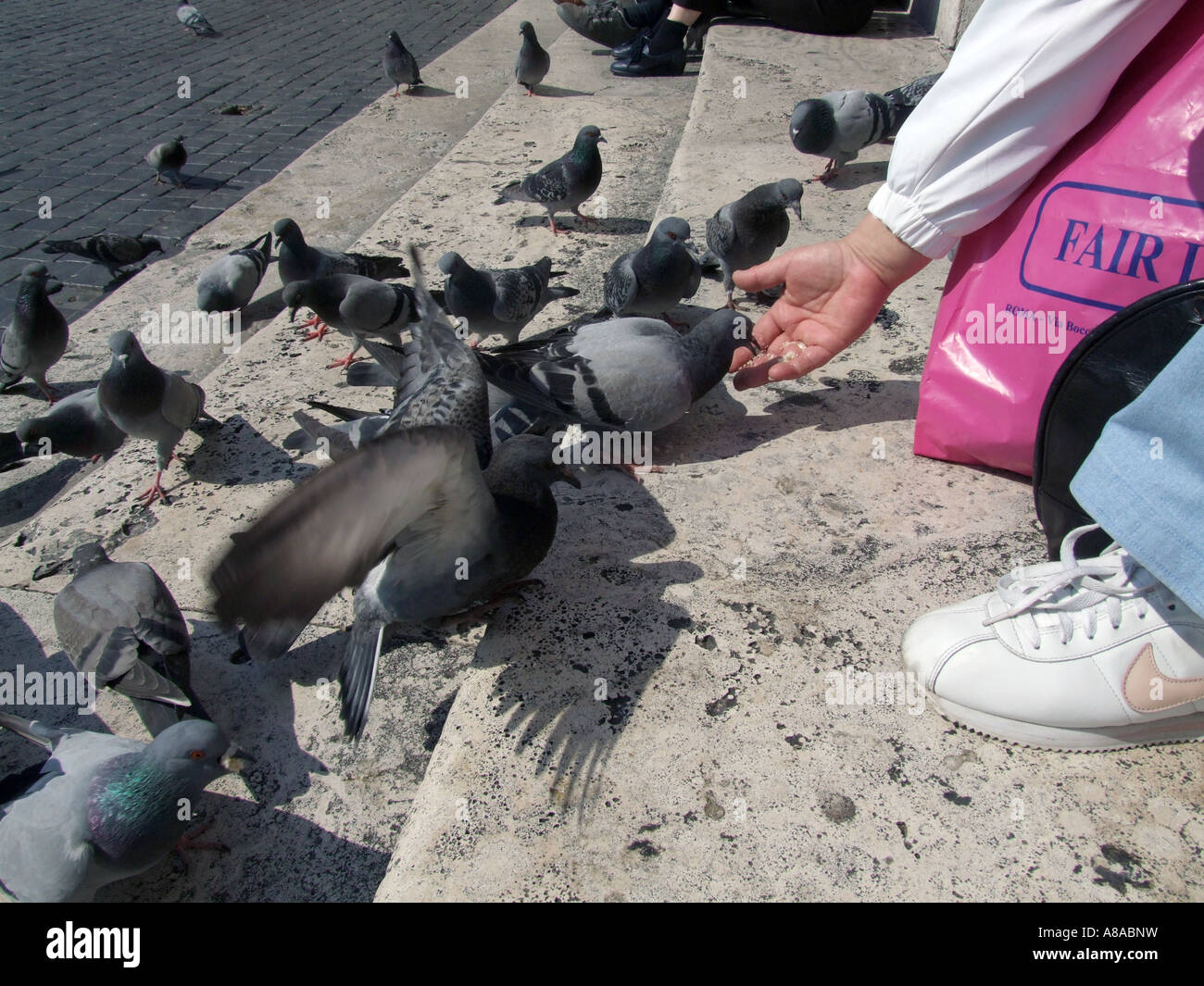 pigeons on steps at the vatican rome Stock Photo - Alamy