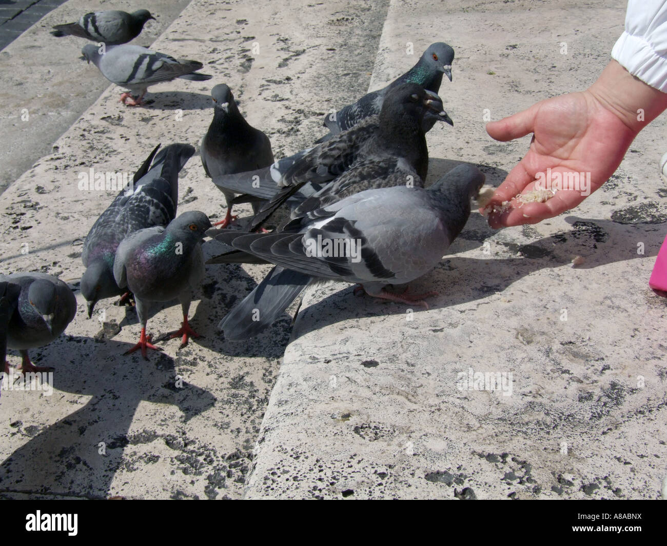 pigeons on steps at the vatican rome Stock Photo - Alamy
