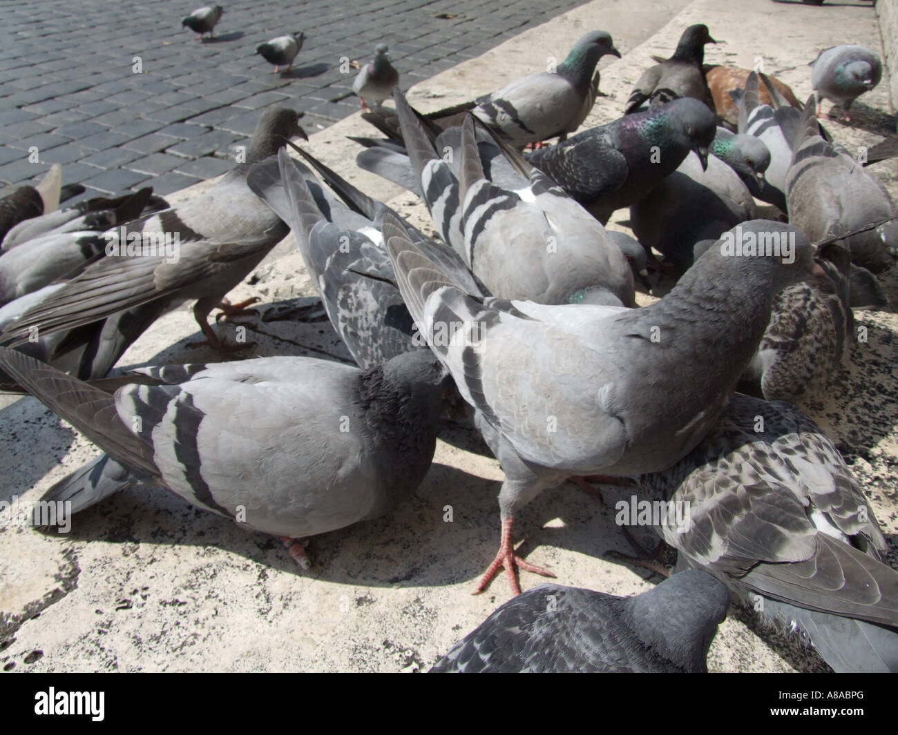 pigeons on step Stock Photo - Alamy