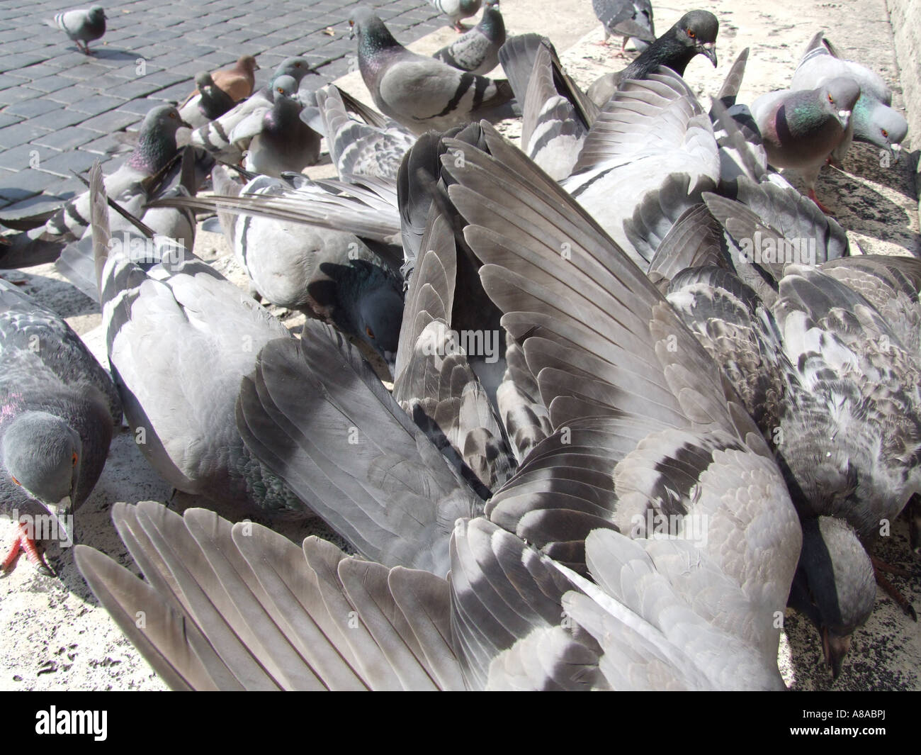 pigeons on step Stock Photo - Alamy