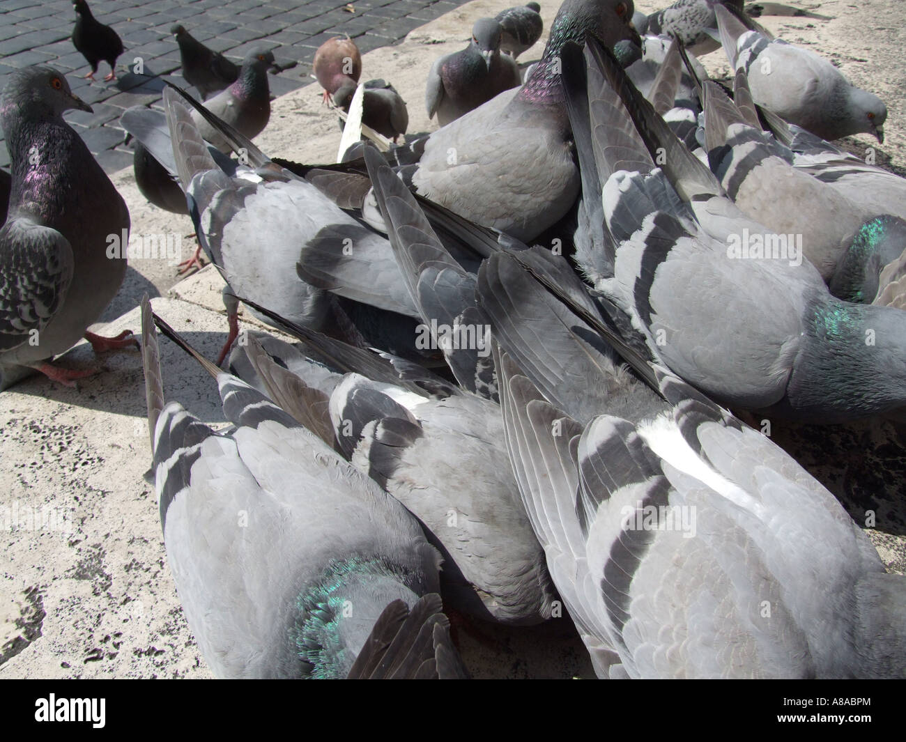 pigeons on step Stock Photo - Alamy