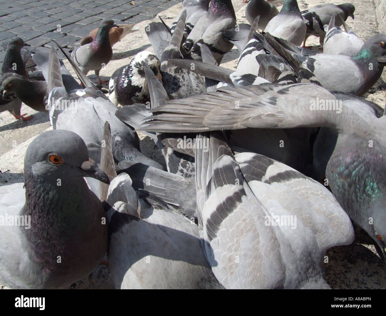 pigeons on step Stock Photo - Alamy