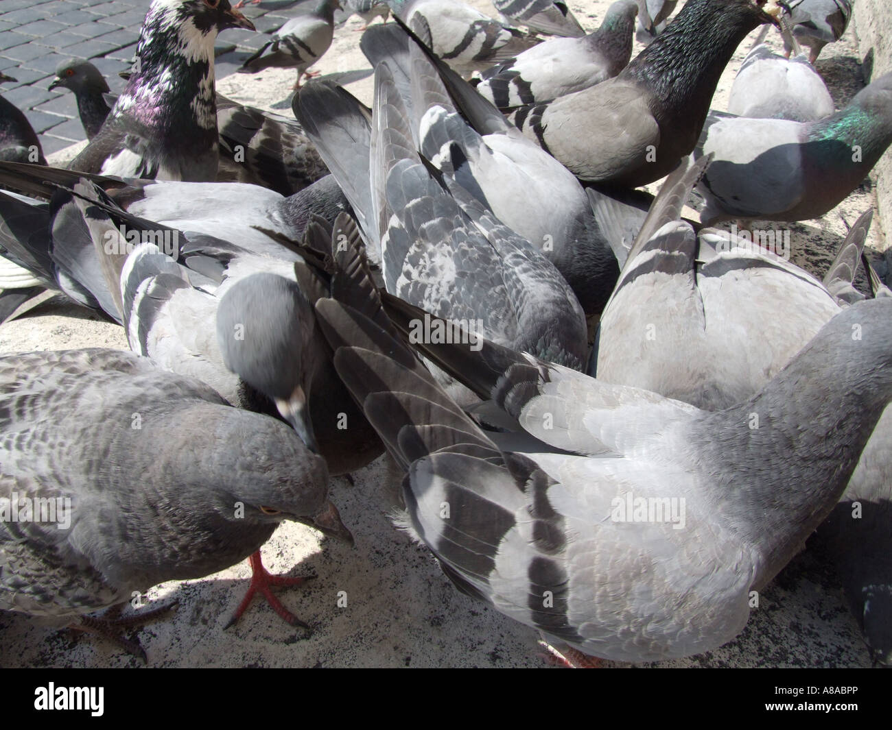 pigeons on step Stock Photo - Alamy