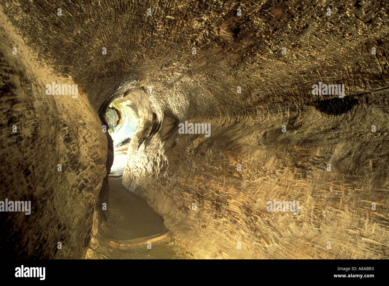 Inside the Fallen Monarch General Grant Grove of Sequoia trees Kings ...
