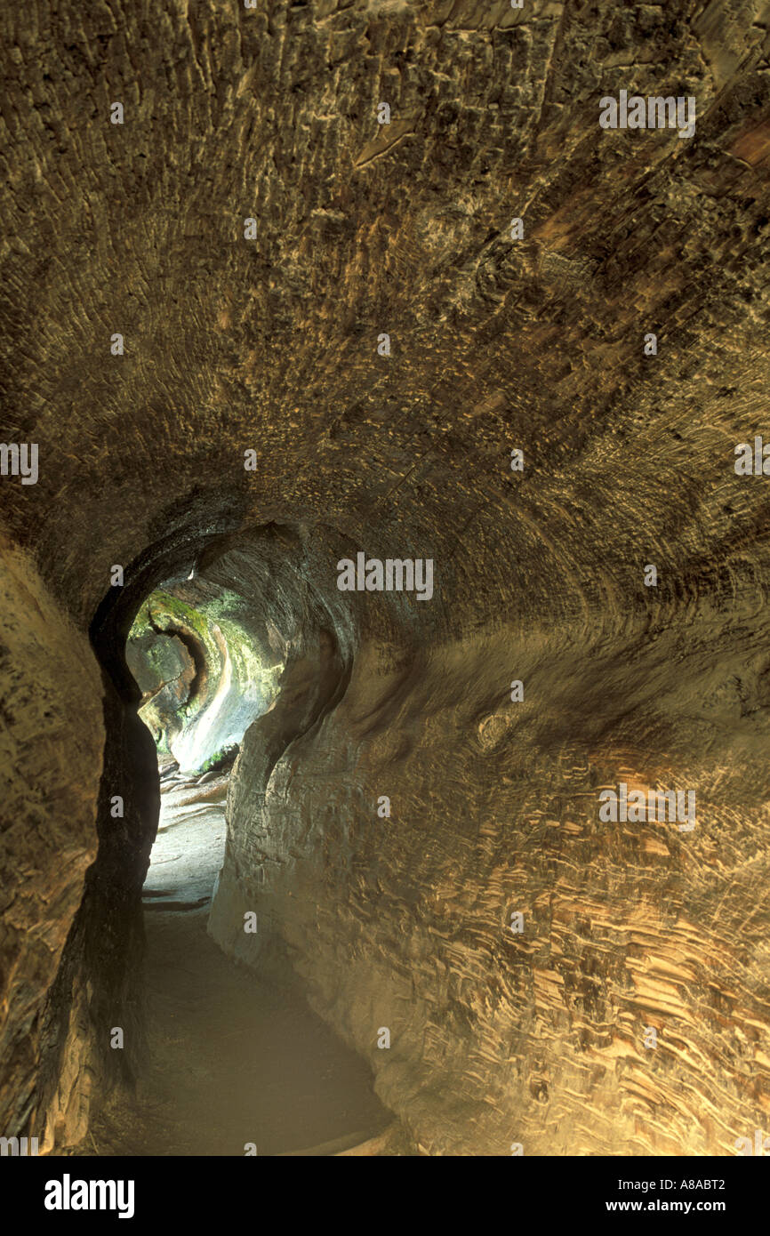 Inside the Fallen Monarch General Grant Grove of Sequoia trees Kings ...