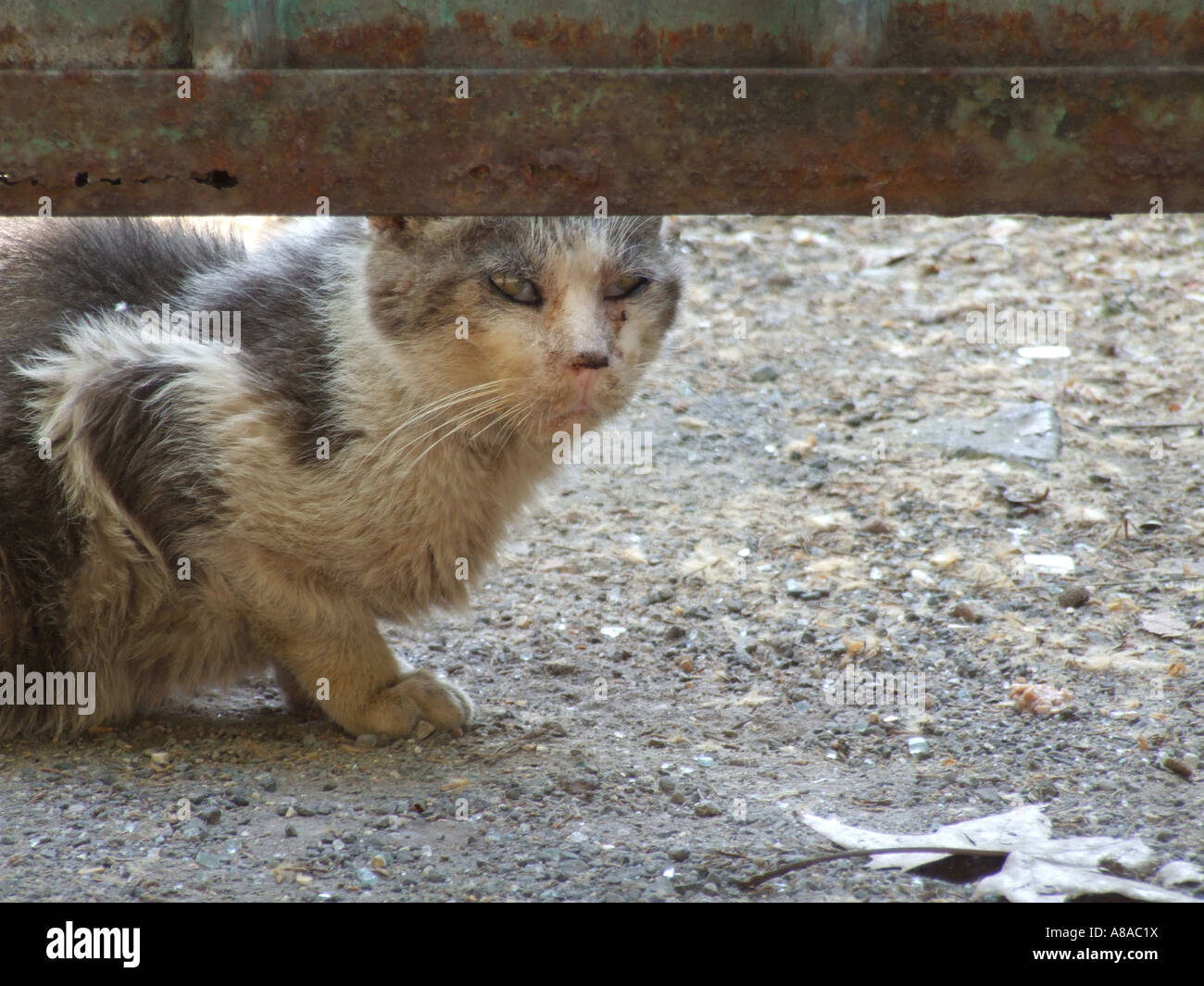 old tired cat Stock Photo - Alamy