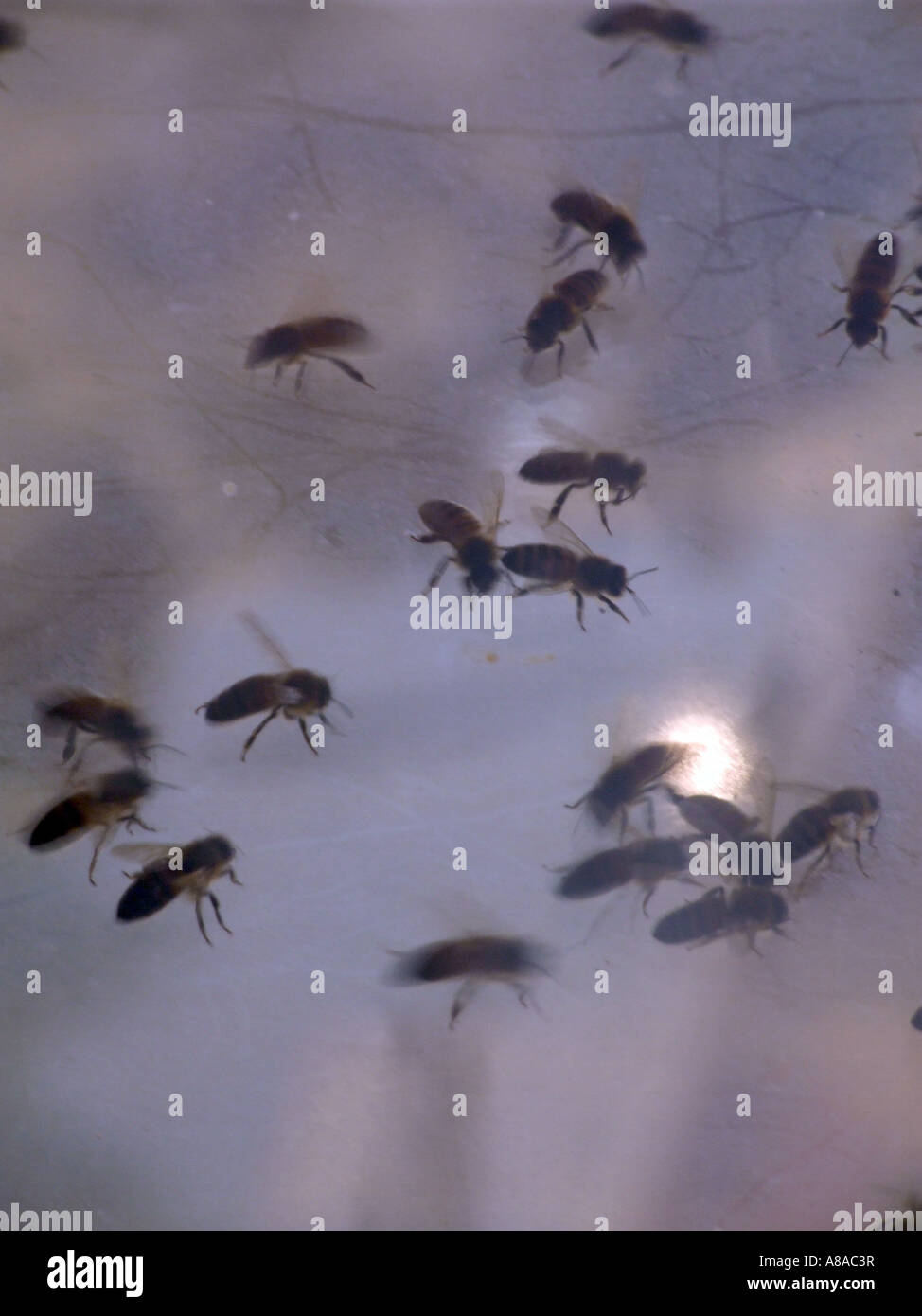 lots of bees in window Stock Photo - Alamy