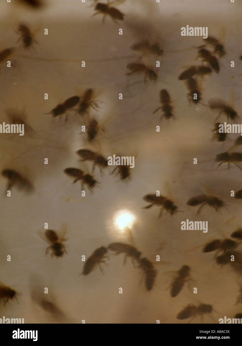 lots of bees in window Stock Photo - Alamy