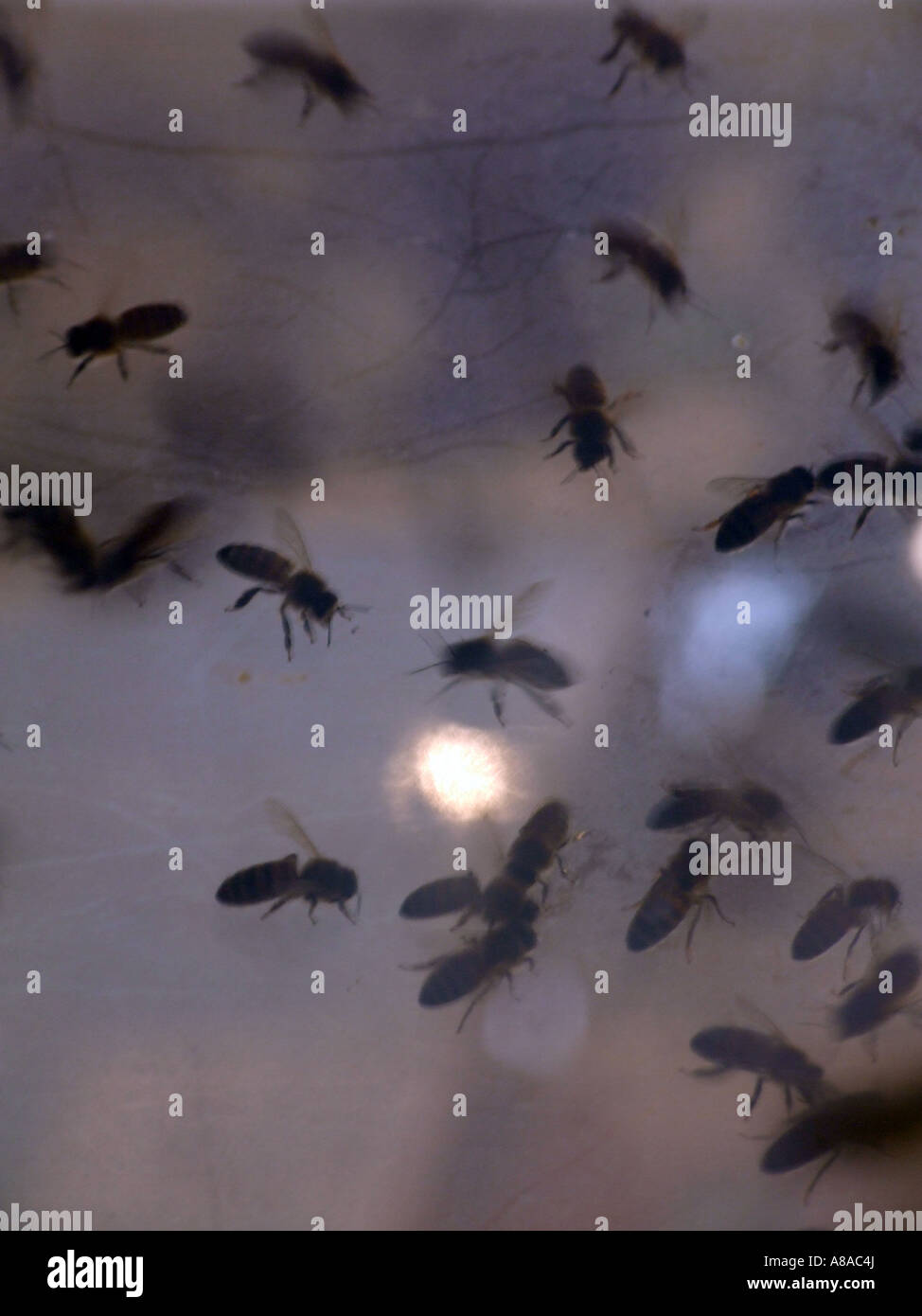 lots of bees in window Stock Photo - Alamy