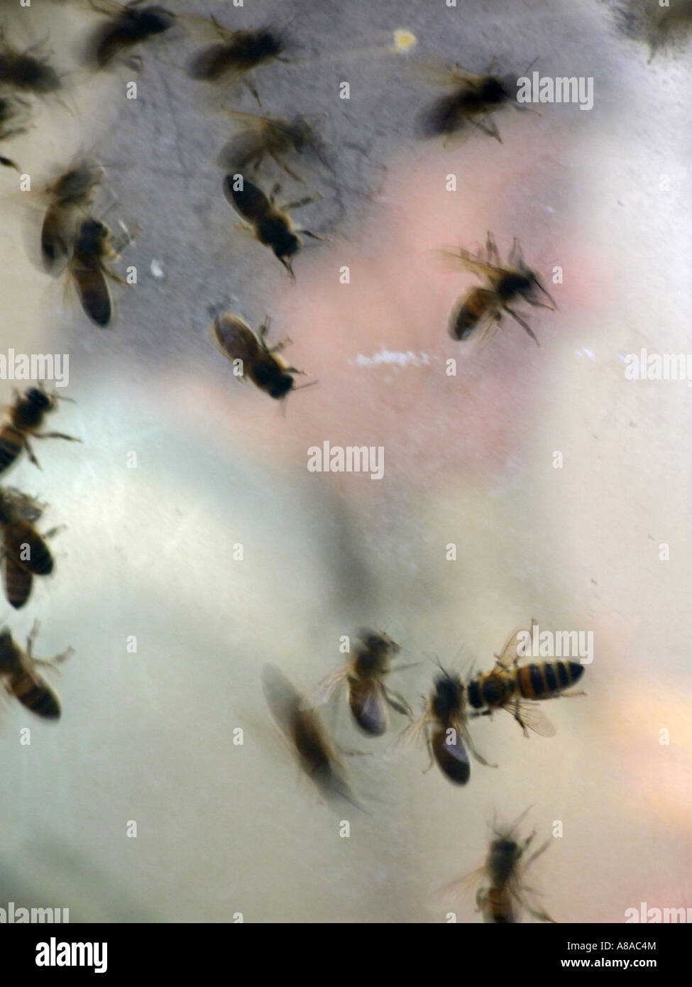 lots of bees in window Stock Photo - Alamy