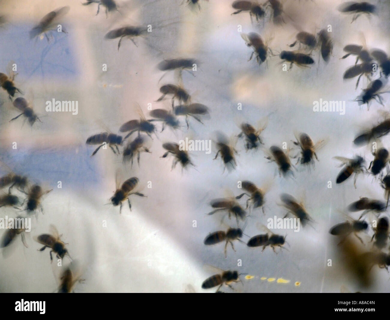lots of bees in window Stock Photo - Alamy