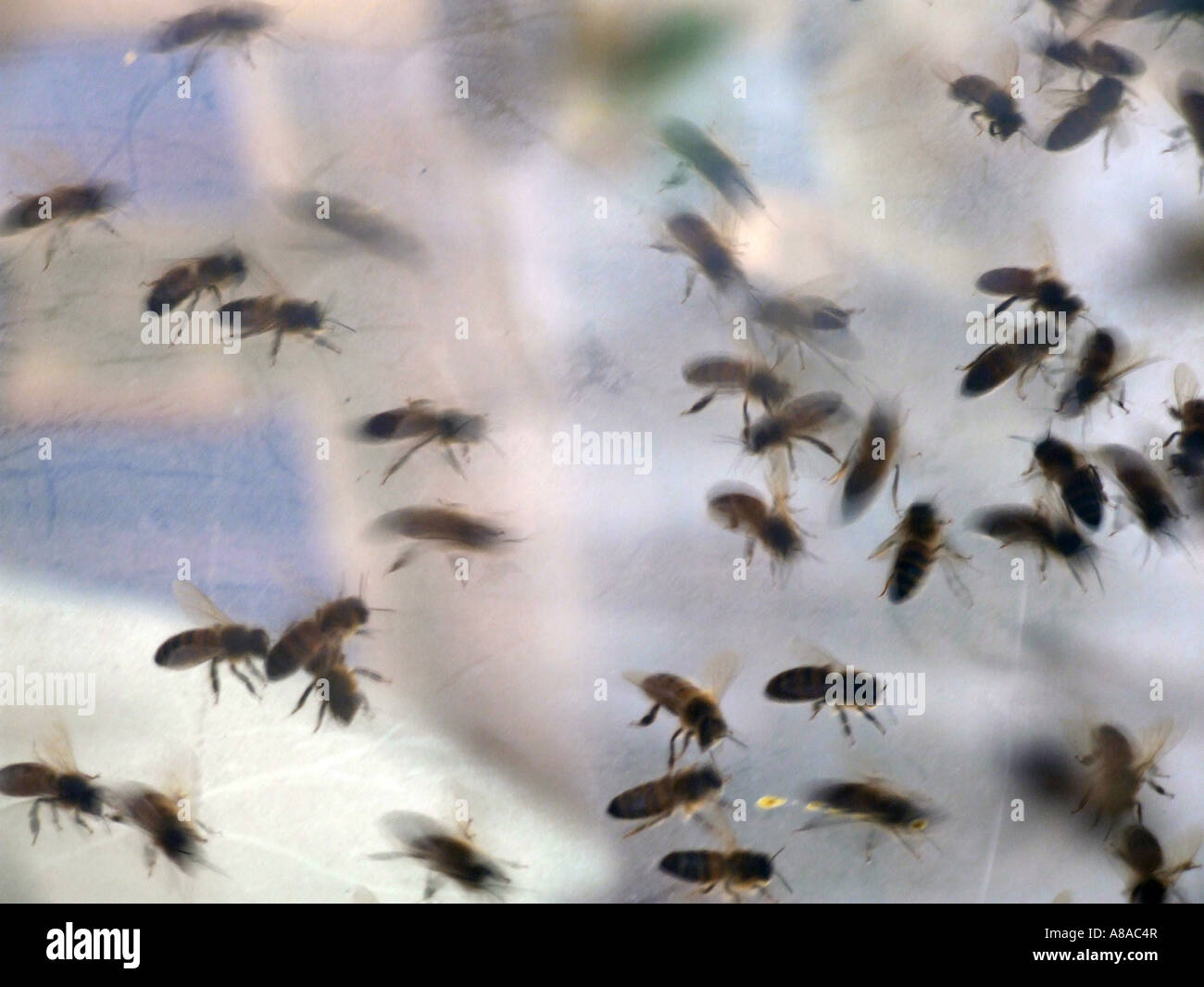 lots of bees in window Stock Photo - Alamy