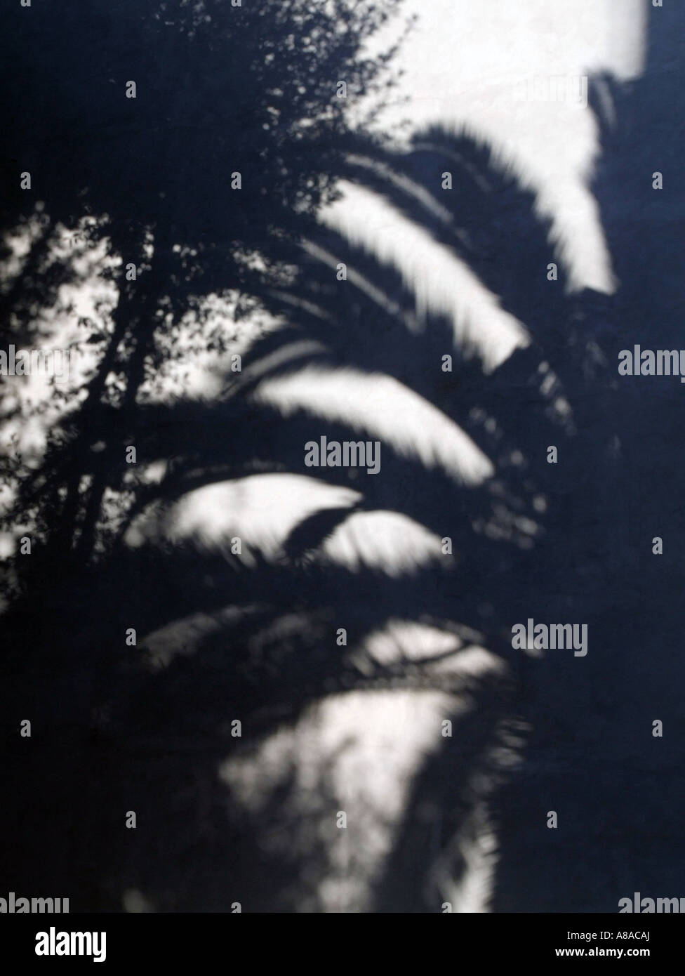 palm tree shadow on wall Stock Photo - Alamy