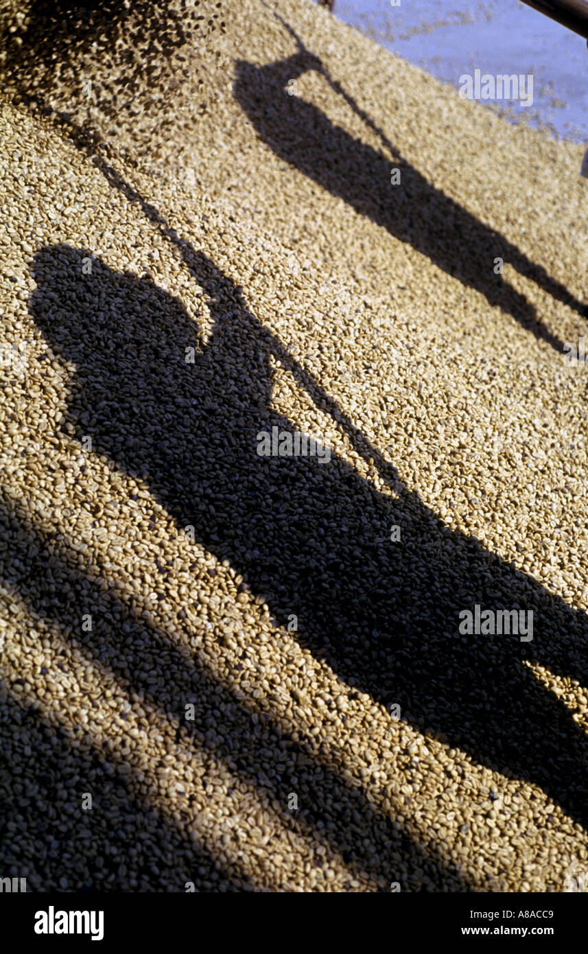 Moving coffee beans hi-res stock photography and images - Alamy