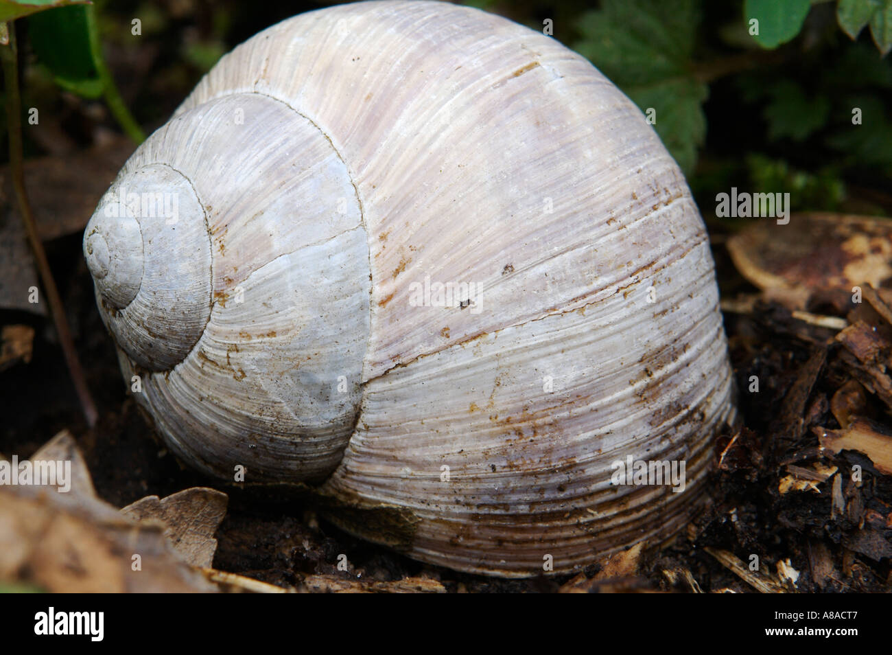 Snails house on a forest soil Stock Photo - Alamy