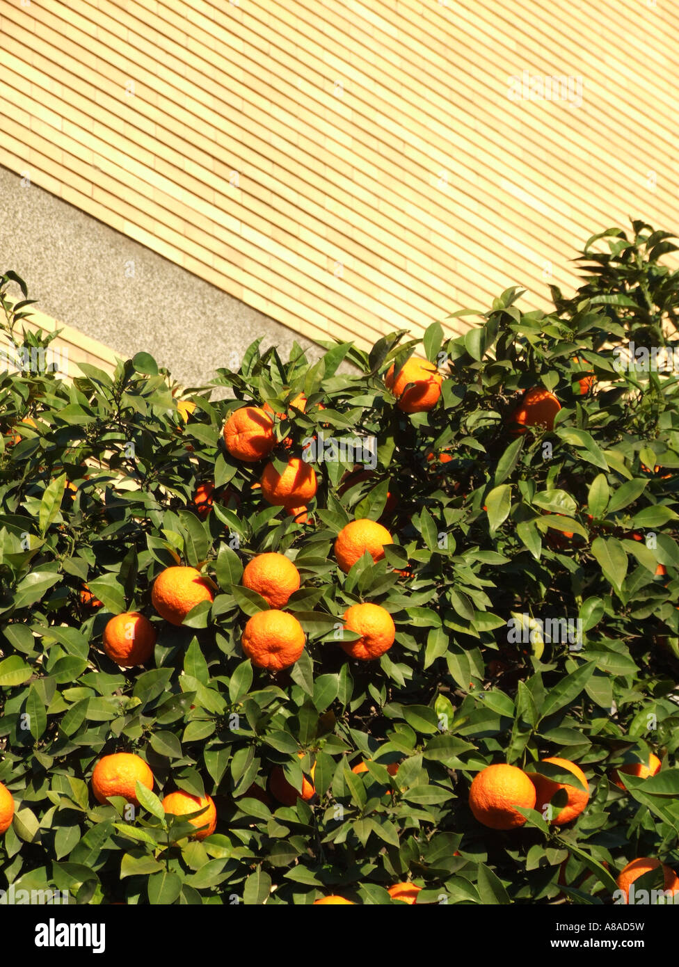 orange trees in rome Stock Photo - Alamy