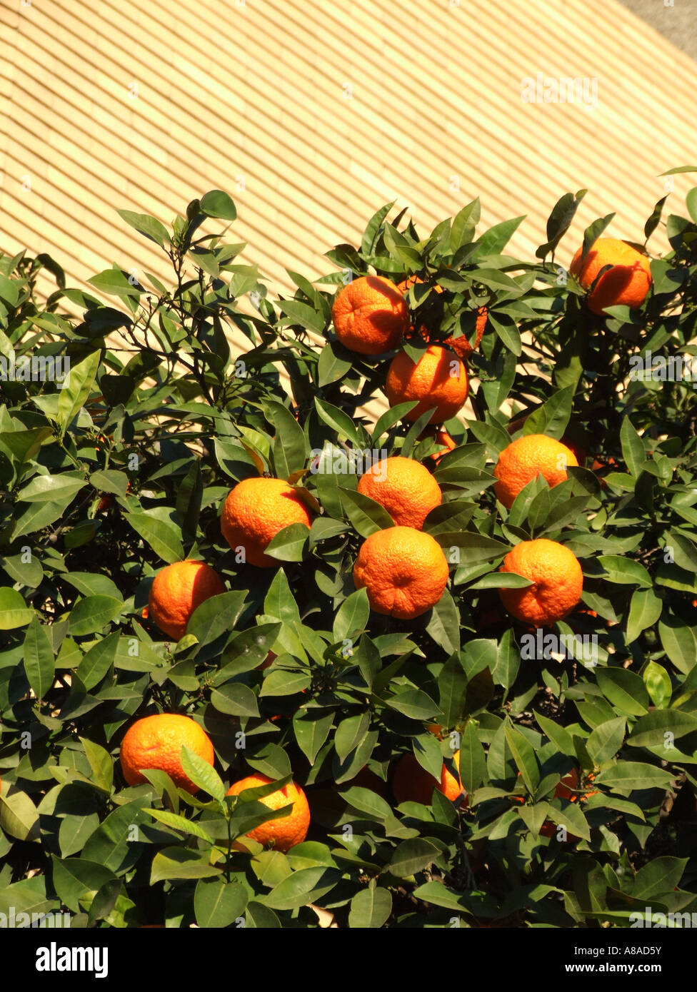 orange trees in rome Stock Photo - Alamy
